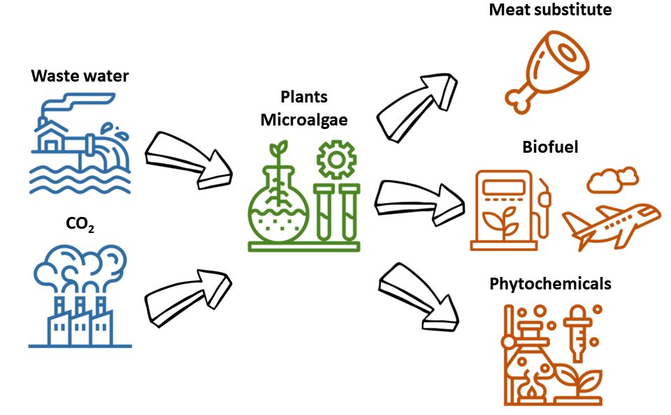 Research – Plantbiotechnology